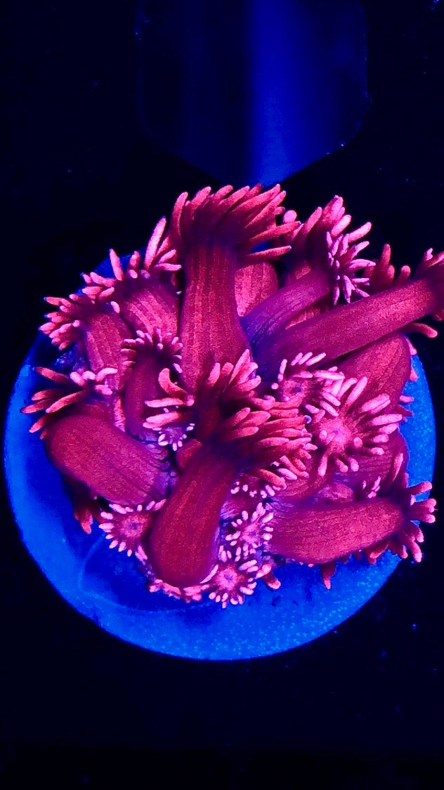 LPS-Flower Pot – Kung Fu Corals