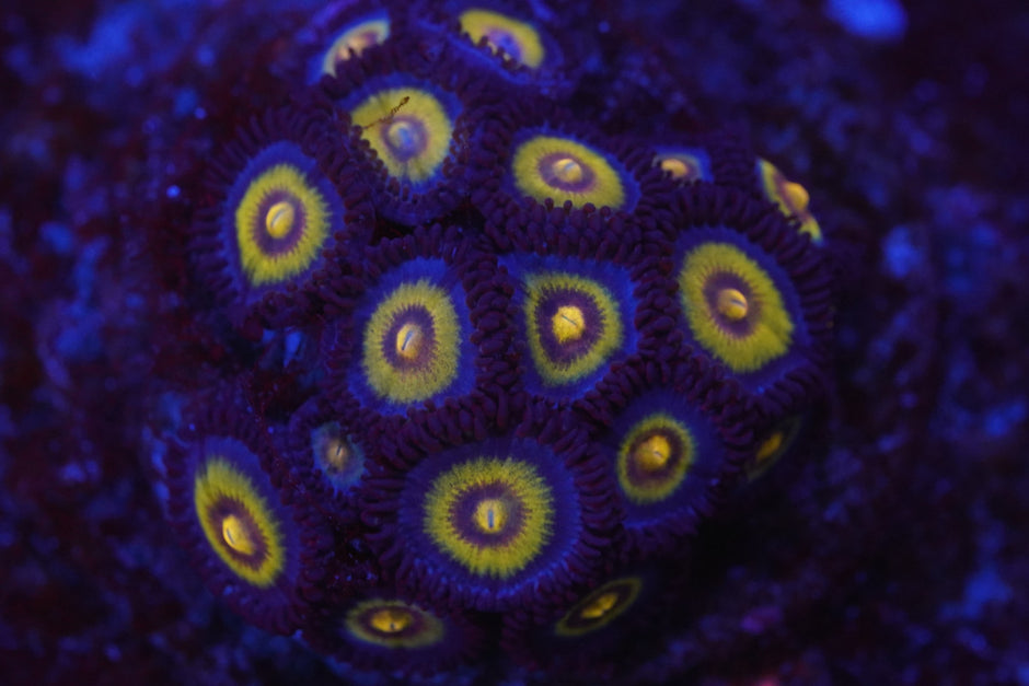 Zoanthids – Kung Fu Corals