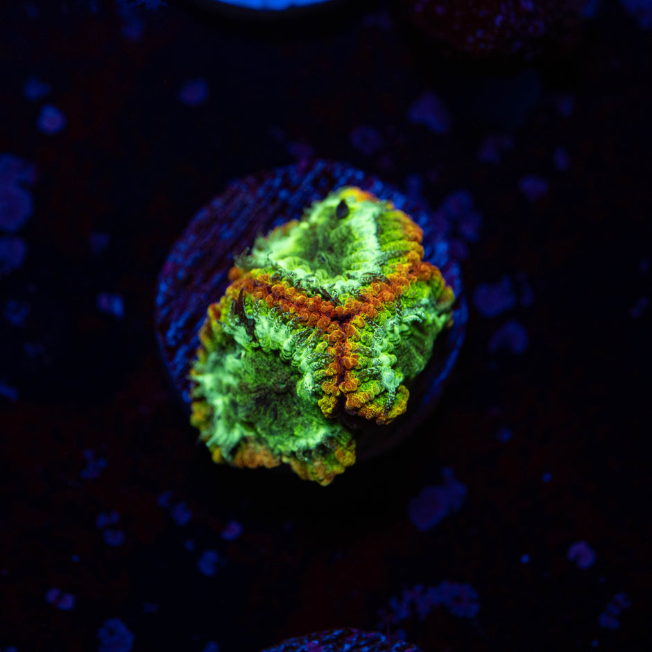 LPS-Favia – Kung Fu Corals
