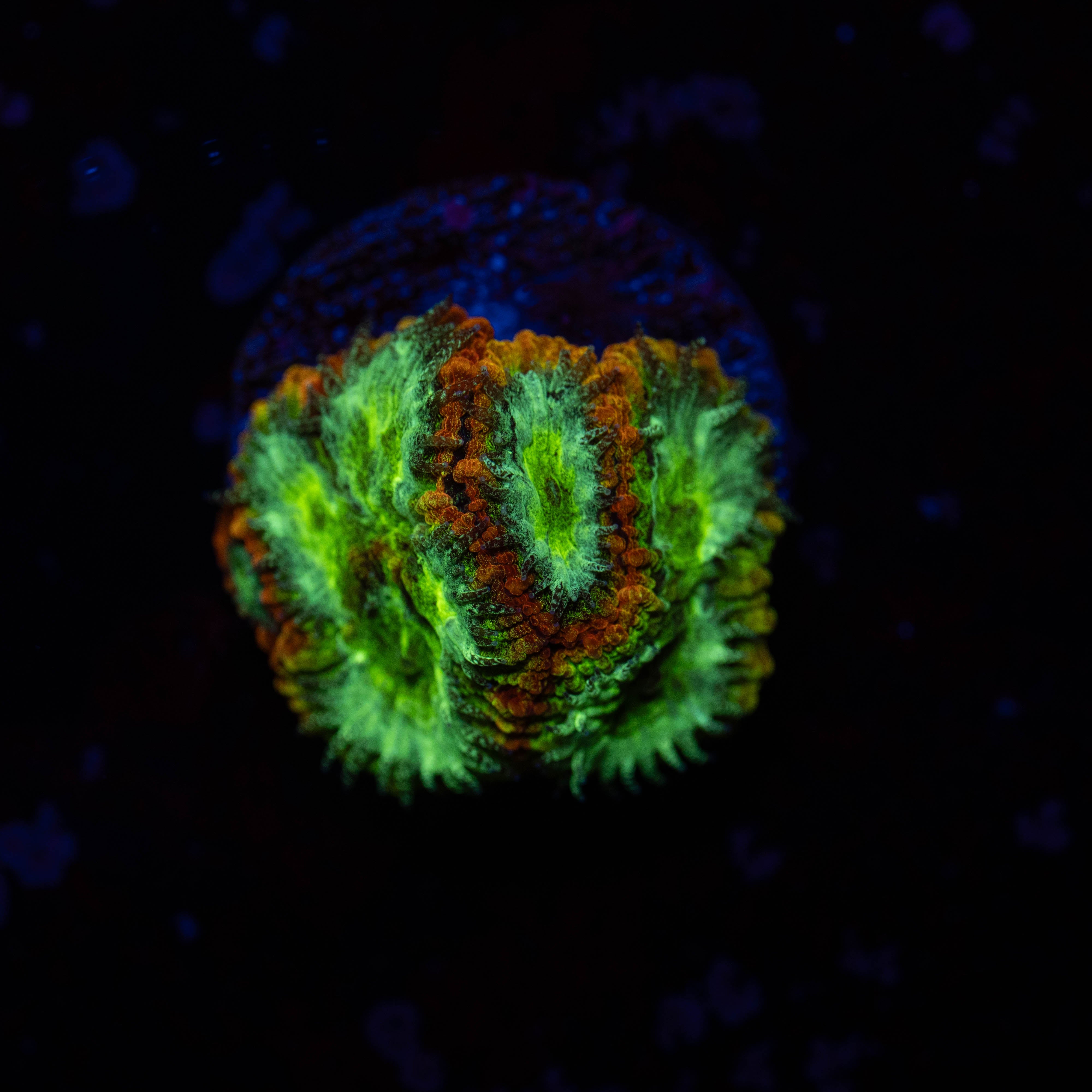 KFC Nuclear Ultron Favia – Kung Fu Corals