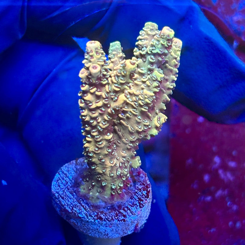 I5-F07-M01 || Solomon Island Mille SPS – Kung Fu Corals