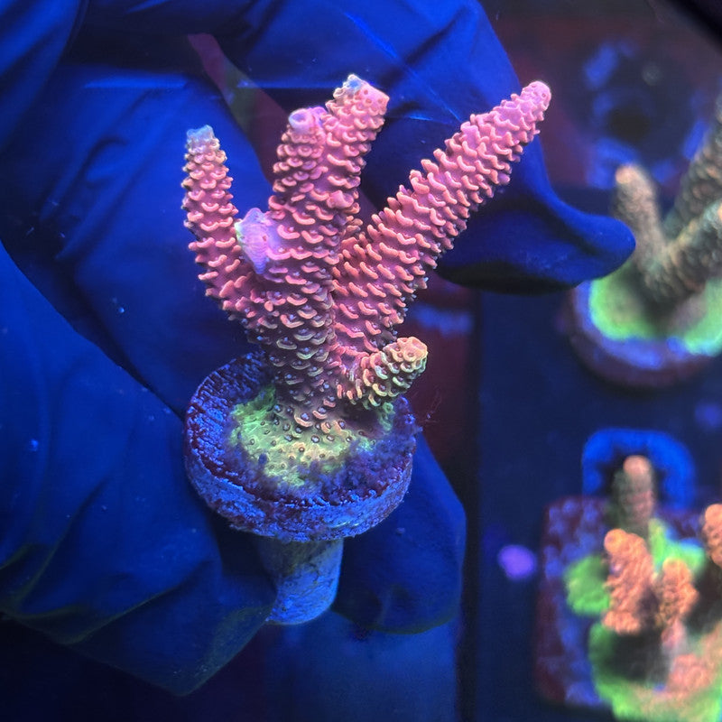 Y3-E04-M01 || Solomon Island Mille SPS – Kung Fu Corals