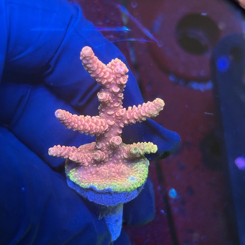 Y3-F01-M01 || Solomon Island Mille SPS – Kung Fu Corals
