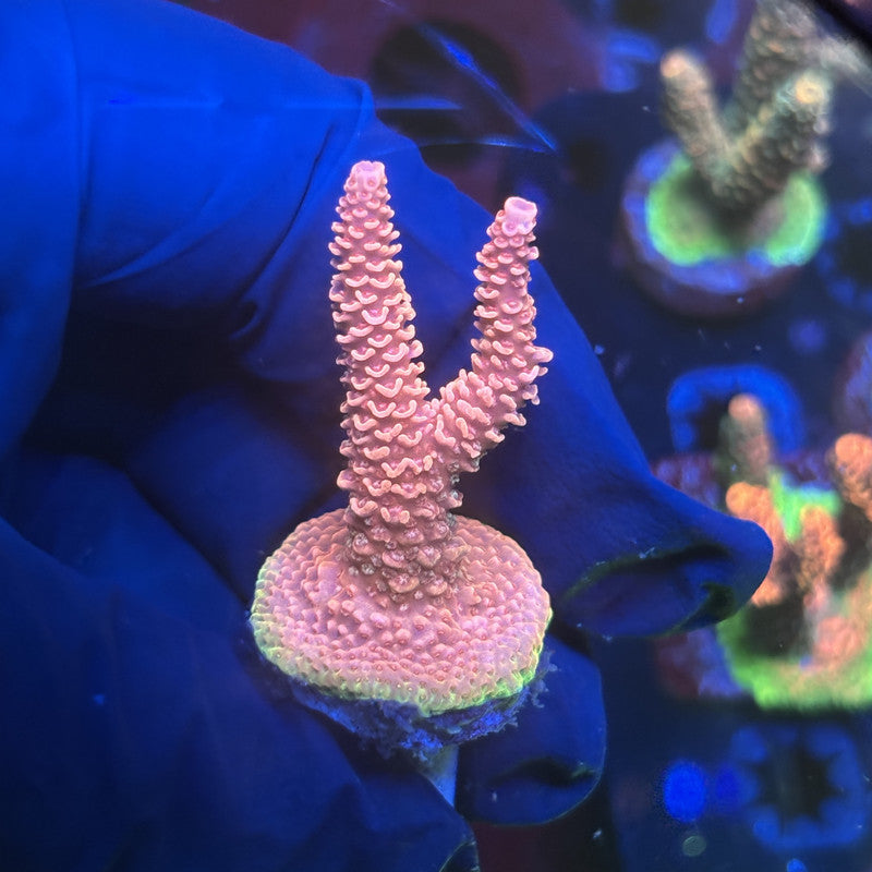 Y3-F02-M01 || Solomon Island Mille SPS – Kung Fu Corals