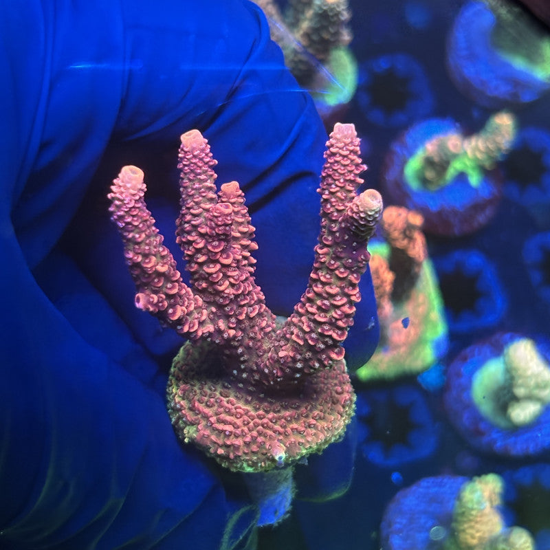 Y3-G05-M01 || Solomon Island Mille SPS – Kung Fu Corals