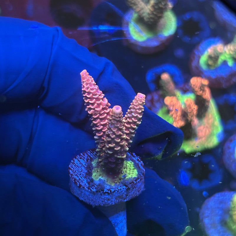 Y3-H05-M01 || Solomon Island Mille SPS – Kung Fu Corals