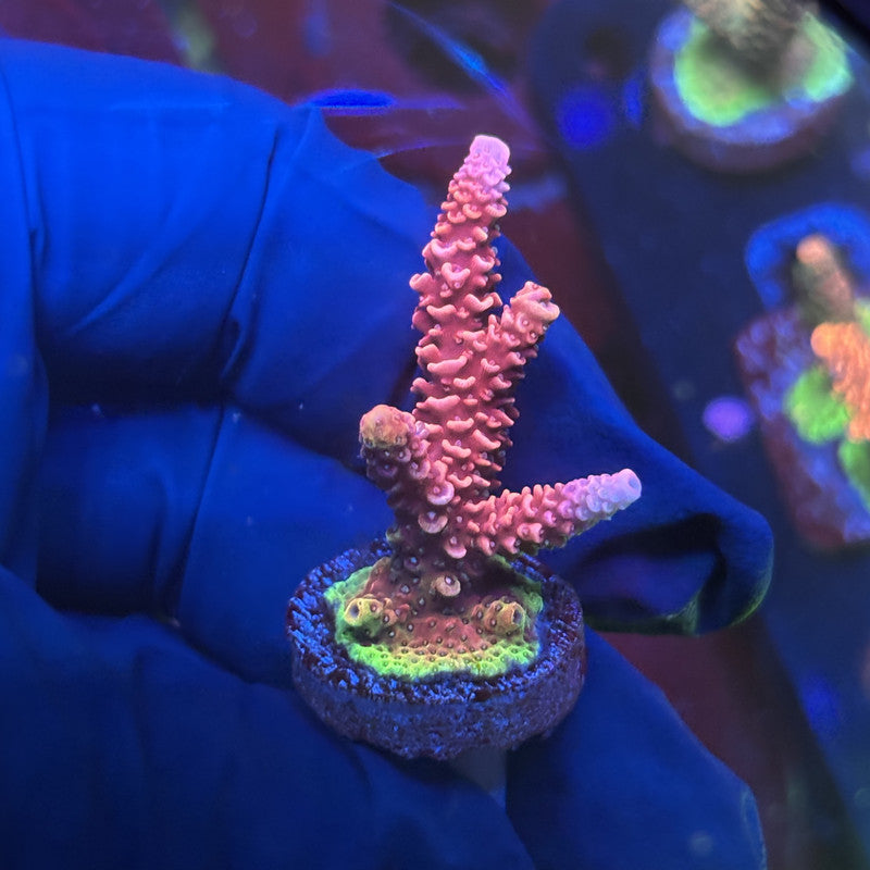 Y3-H07-M01 || Solomon Island Mille SPS – Kung Fu Corals