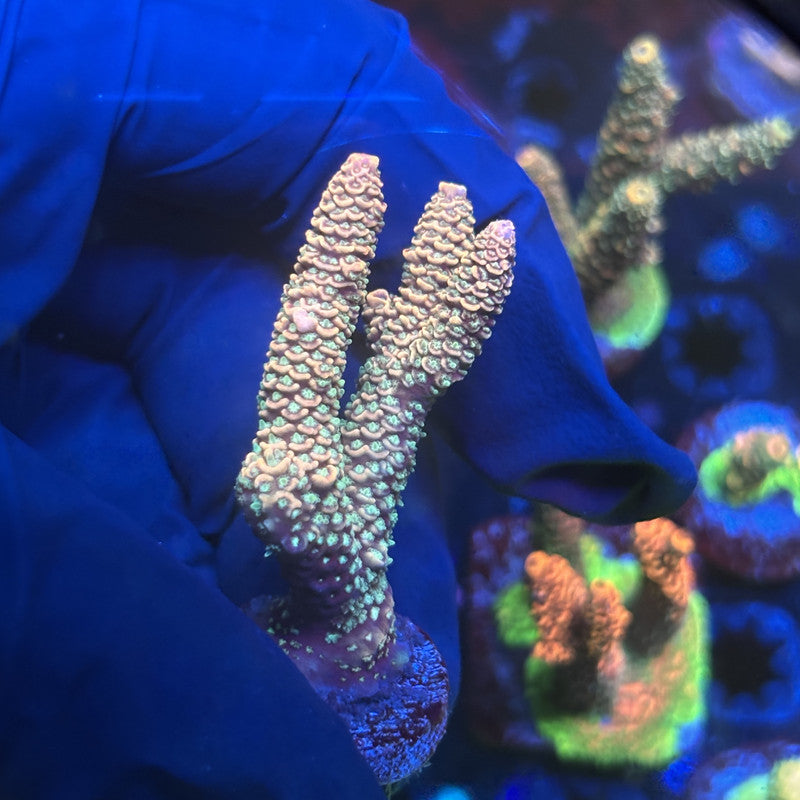 Y3-I06-M01 || Solomon Island Mille SPS – Kung Fu Corals