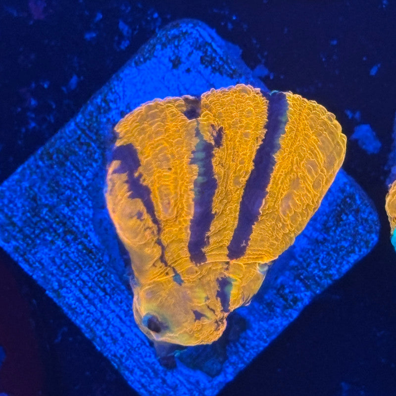 Aquacultured War Paint Scoly WYSIWYG N5-A1-M08 – Kung Fu Corals