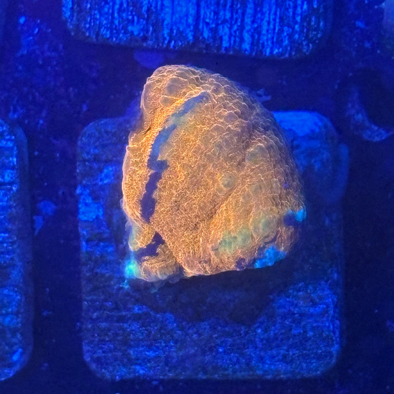 Aquacultured War Paint Scoly WYSIWYG N5-C2-M08 – Kung Fu Corals