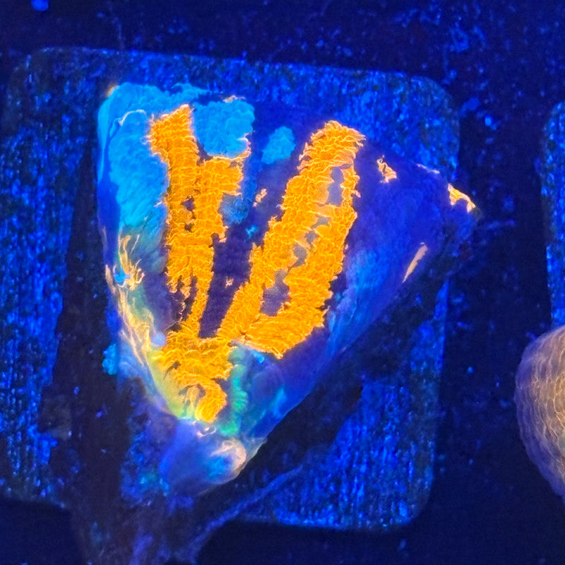 Aquacultured Splatter War Paint Scoly WYSIWYG N5-D2-M08 – Kung Fu Corals