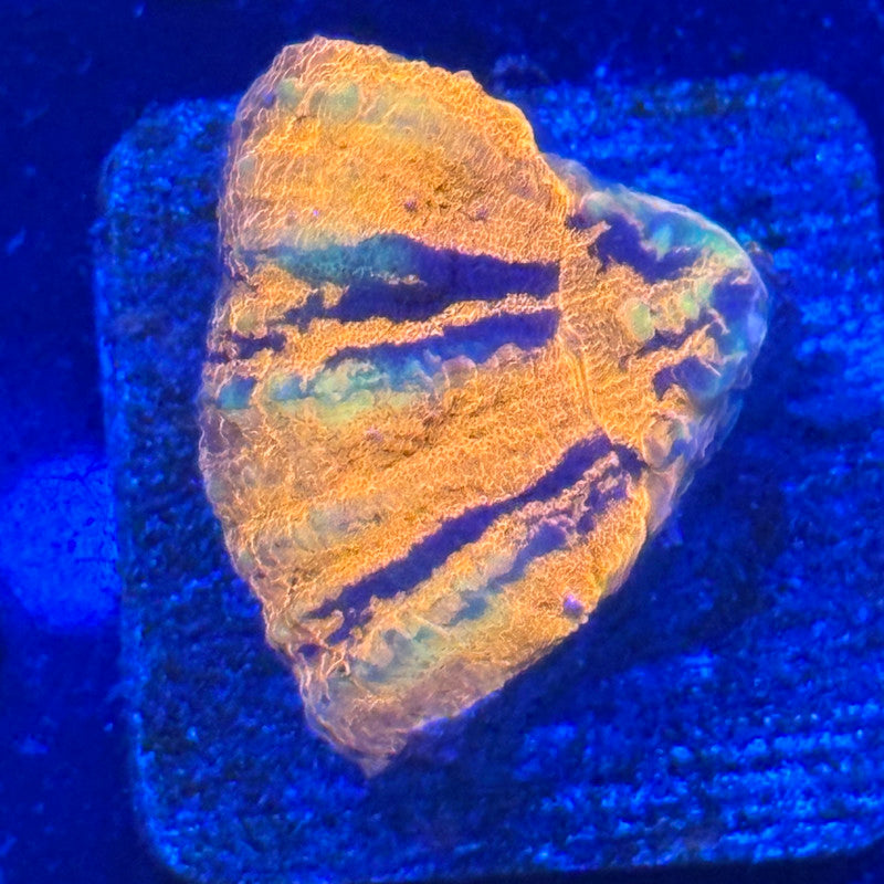 Aquacultured War Paint Scoly WYSIWYG N5-E4-M08 – Kung Fu Corals