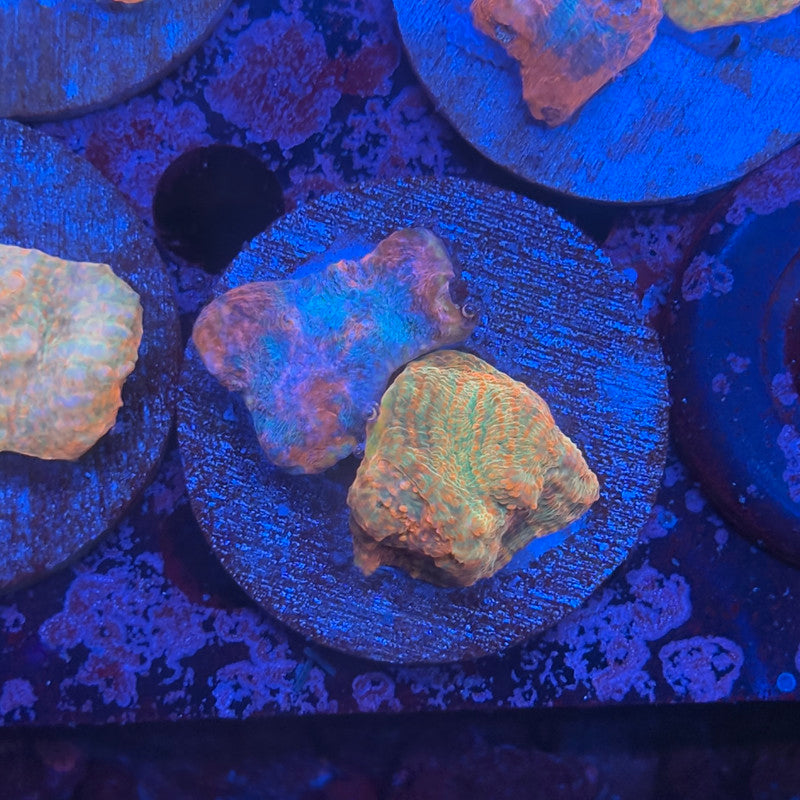 L1-20-M08 || Combo Chalice WYSIWYG – Kung Fu Corals